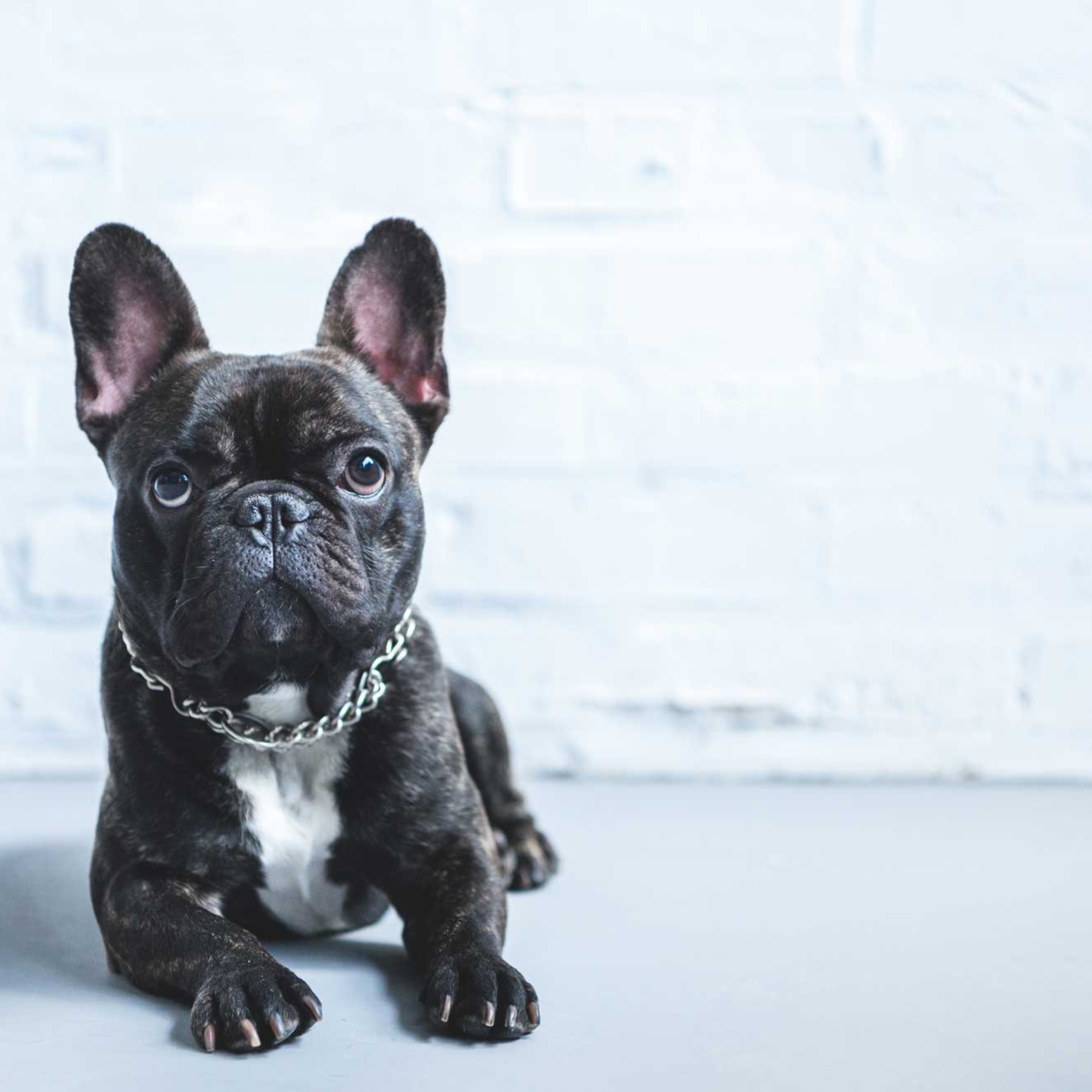 Ceva Vet – Destinados à cães e gatos, possuímos a maior linha de ...